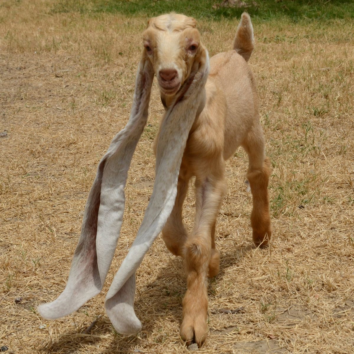 Ntibisanzwe! Ihene iherutse guca agahigo ko kuvukana amatwi akor ...