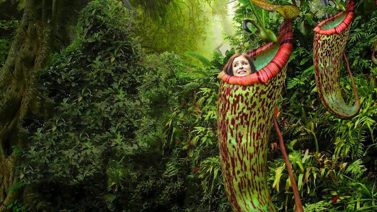 Ibyo wamenya ku bwoko bw’ibimera bitunzwe no kurya inyama! Havum ...