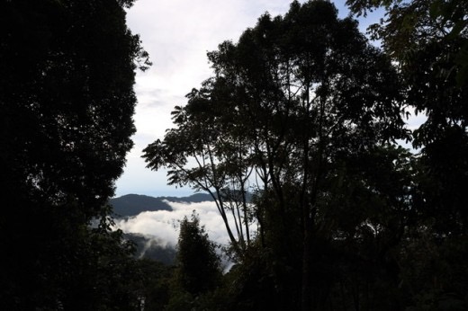 What would Happen if Nyungwe Forest was Wiped out or Burnt down ...
