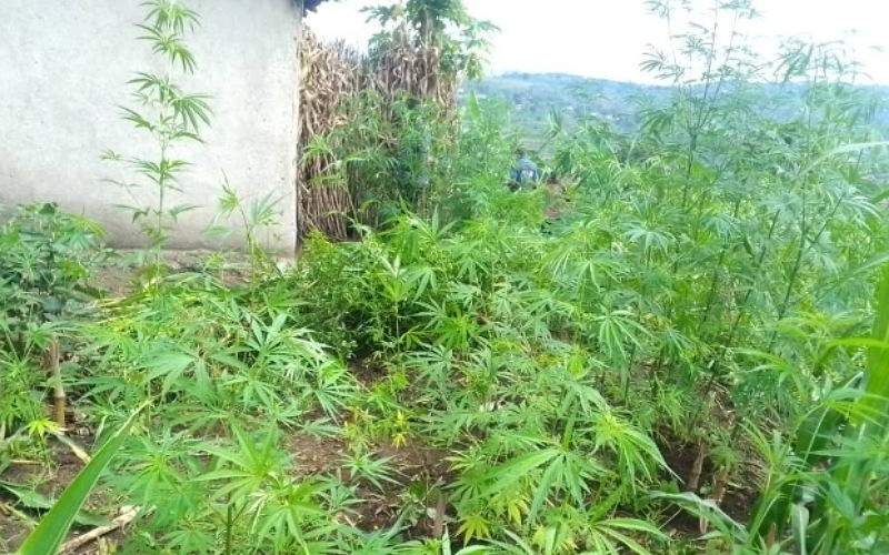 Nyanza: Umugabo yafatanwe ibiti 71 by'urumogi yahinze | InyaRwanda.com