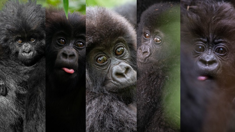 Imiterere y'umushinga w'imyaka 10 wo kwagura Pariki y'Ibirunga u ...