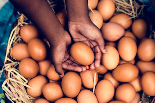 Amerika: Abajura bibye amagi afite agaciro ka miliyoni 48 Frw mu ...