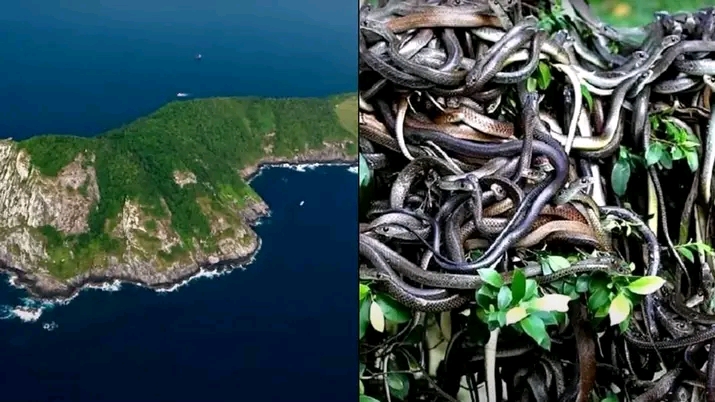 Snake Island, Ikirwa kibarizwamo inzoka zigera mu bihumbi 4 ...